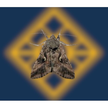 Pack 10 Feromonas Autographa Gamma PB (plusia)
